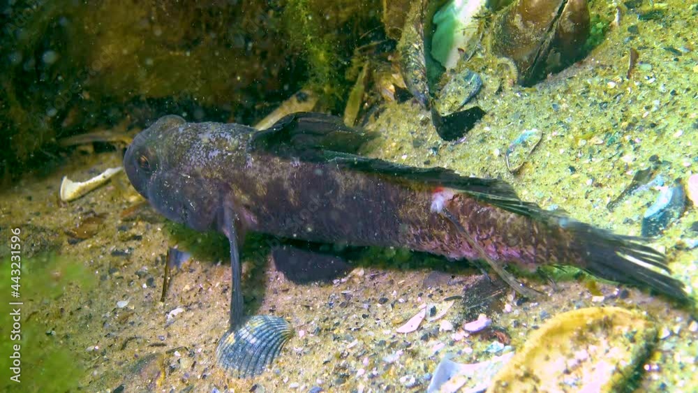 The black goby (Gobius niger) floats above the seabed, the Black Sea ...