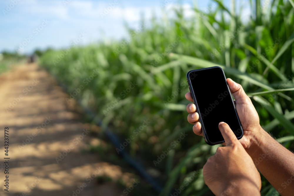 The farmer holds a smartphone and touches the screen to connect the ...