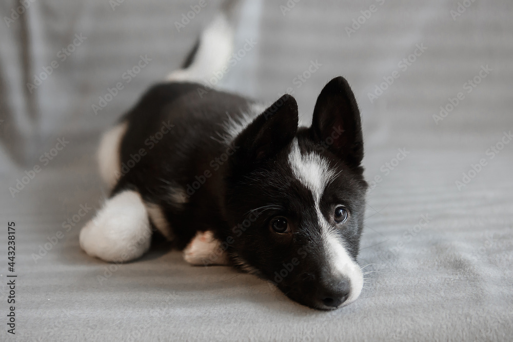 Husky puppy of black and white color. The child of a dog of the Russian ...