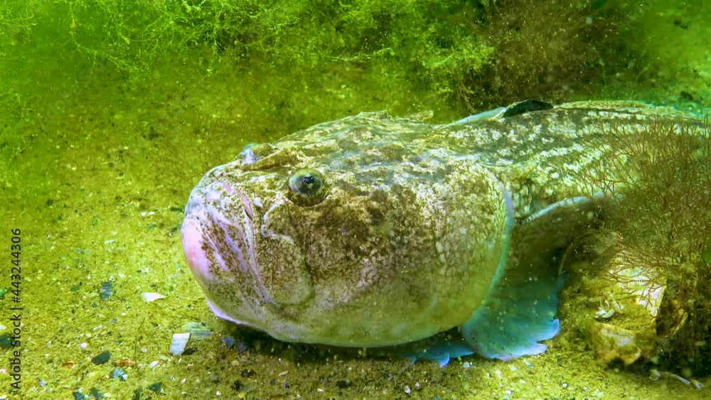 The Atlantic stargazer (Uranoscopus scaber), dangerous poisonous fish ...