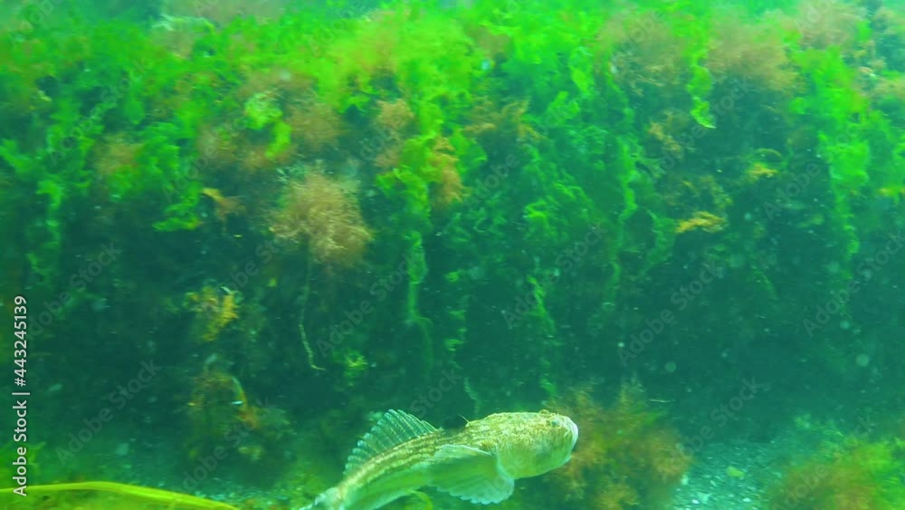 The Atlantic stargazer (Uranoscopus scaber), dangerous poisonous fish ...