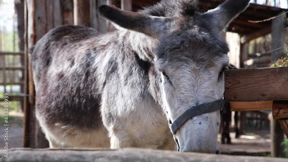 A cute gray donkey chewing hay, looking at the camera, scratching his ...