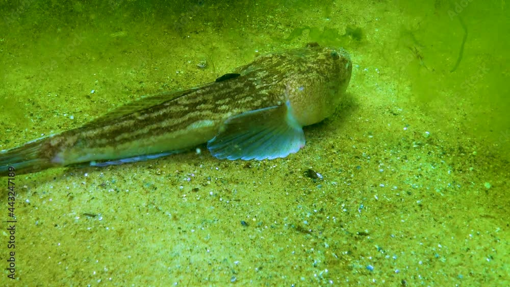 The Atlantic stargazer (Uranoscopus scaber), dangerous poisonous fish ...