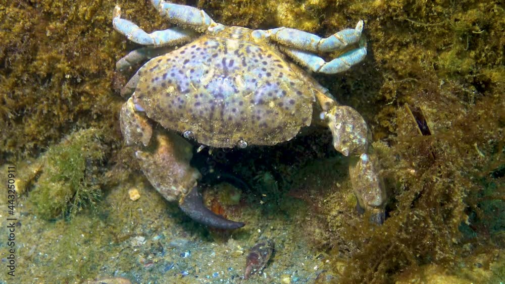 Jaguar round crab (Xantho poressa). Fauna of the Black Sea. Stock Video ...
