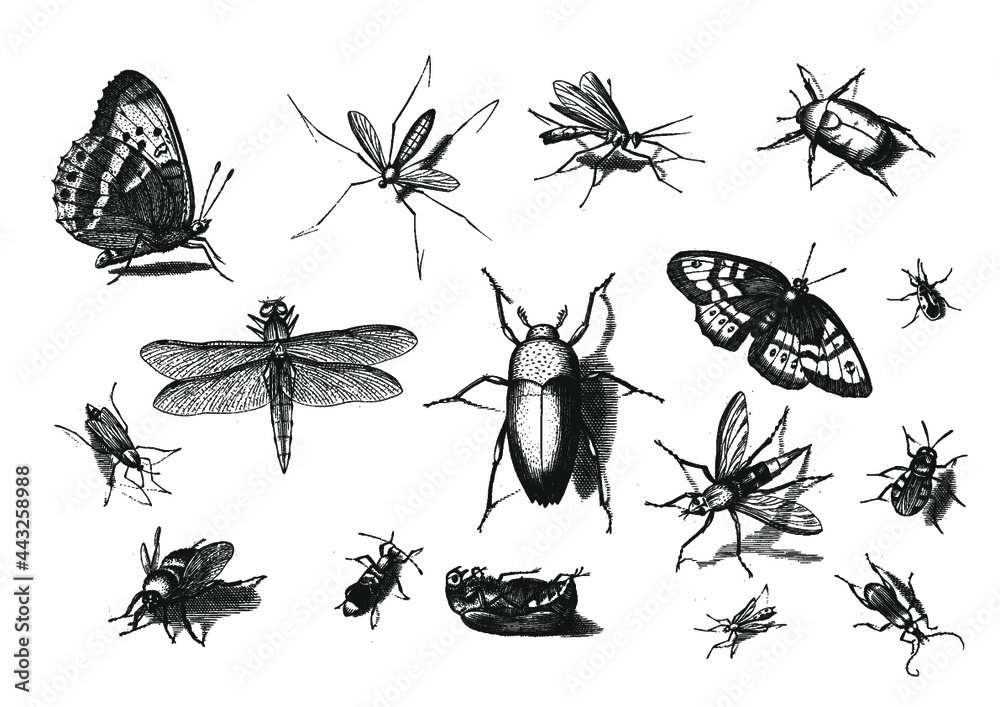 Scientific Sketches Of Insects