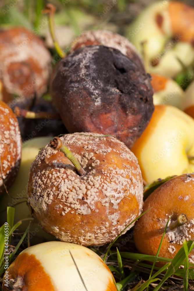 rotten Apple Stock Photo | Adobe Stock