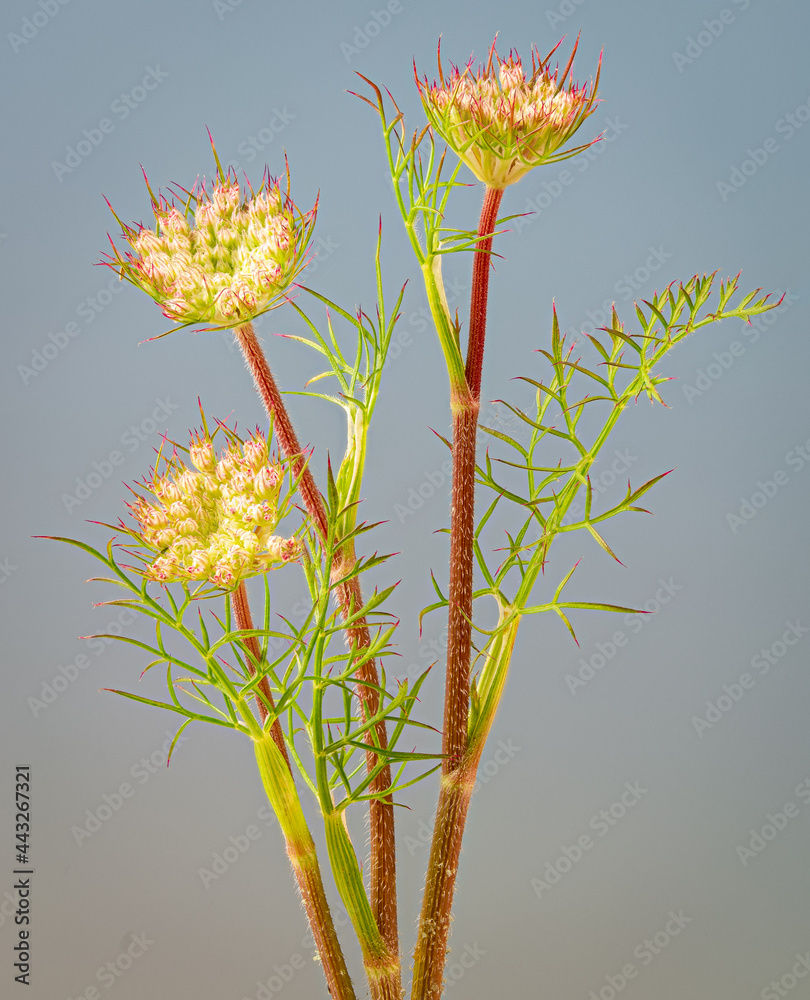 Queen Anne's lace flowers (Daucus carota). Flowers have not yet fully ...