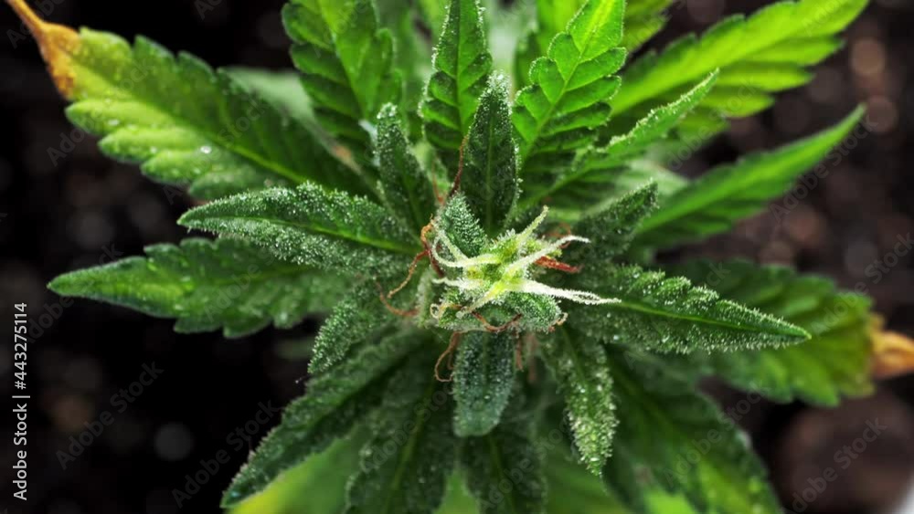 Green young medical cannabis female plant leaf develops in the wind ...