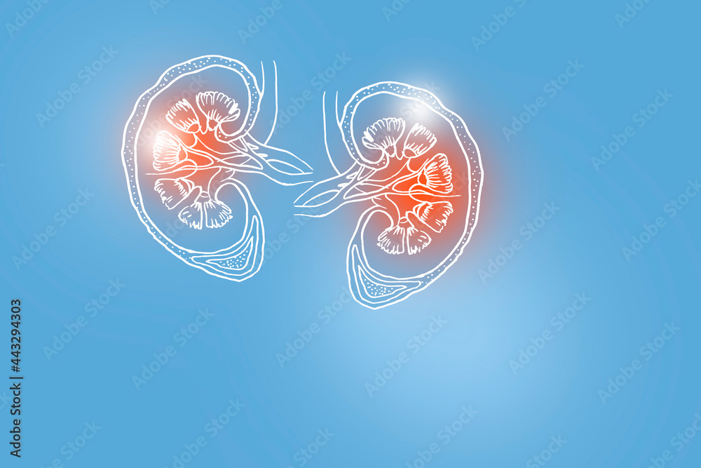 Handrawn illustration of human Kidneys on light blue background ...