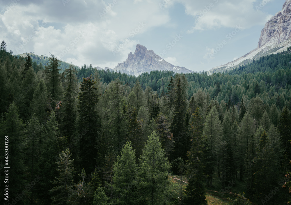 Bosque frondoso con montaña de fondo. Montaña en Dolomitas, Italia ...