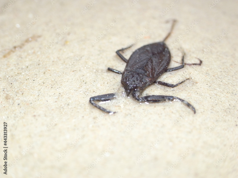 Water scorpion (Nepa cinerea). Predatory aquatic bug in the family ...