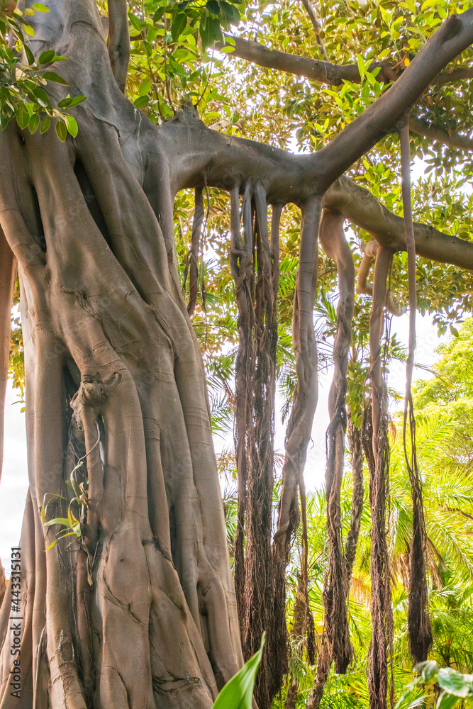 Tronco de árbol en el Jardín Botánico del Puerto de la Cruz Stock Photo ...