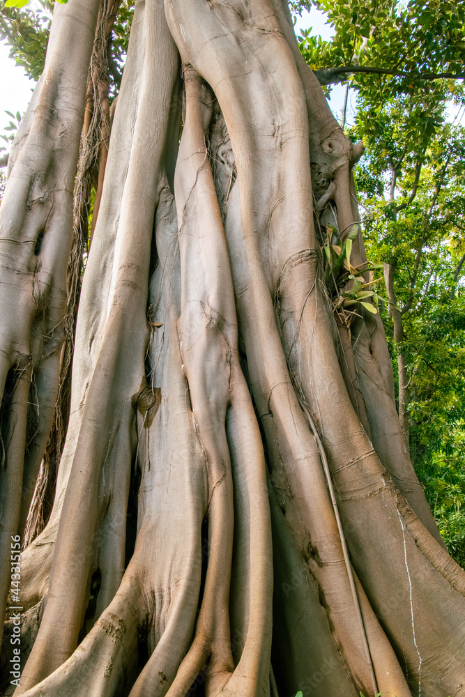Tronco de árbol en el Jardín Botánico del Puerto de la Cruz foto de ...
