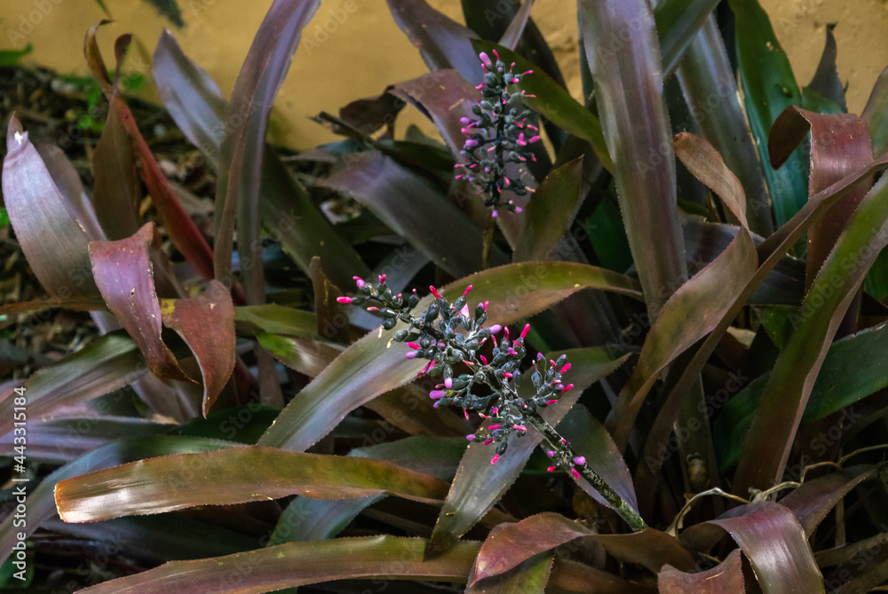 Aechmea mexicana pertenece a la familia Bromeliaceae Stock Photo ...