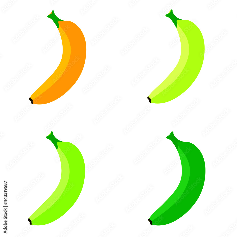 Vector graphic illustration of yellow and green banana fruit. four ...