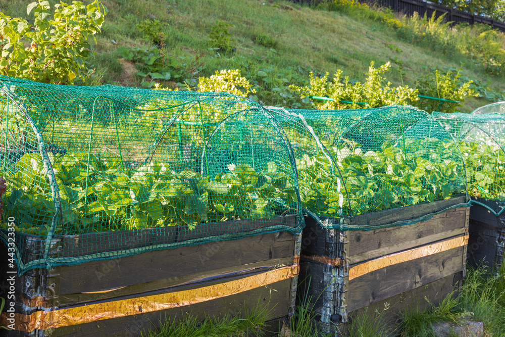 Small garden in plastic pots and pallet collars. View of strawberry ...