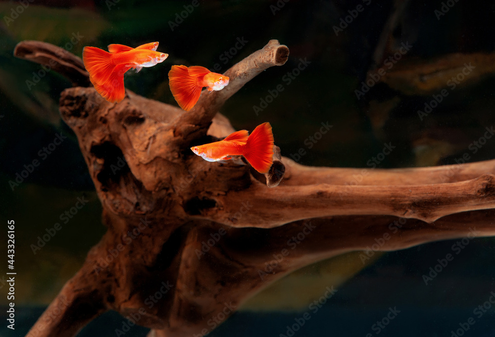 guppy red tailed albino, male, big back, big tail in a beautiful ...