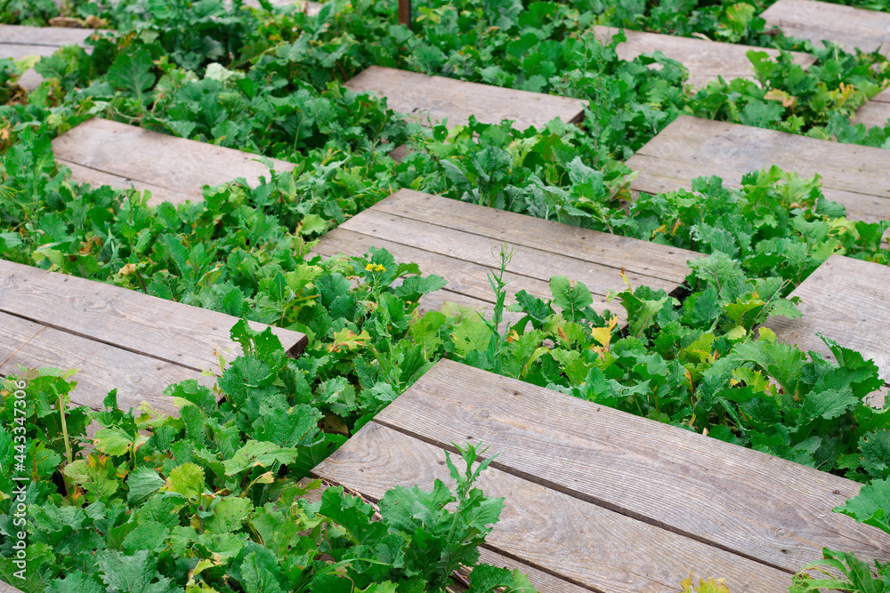 Snail farm. Organic farming, edible snail farm. Plantation with wooden ...