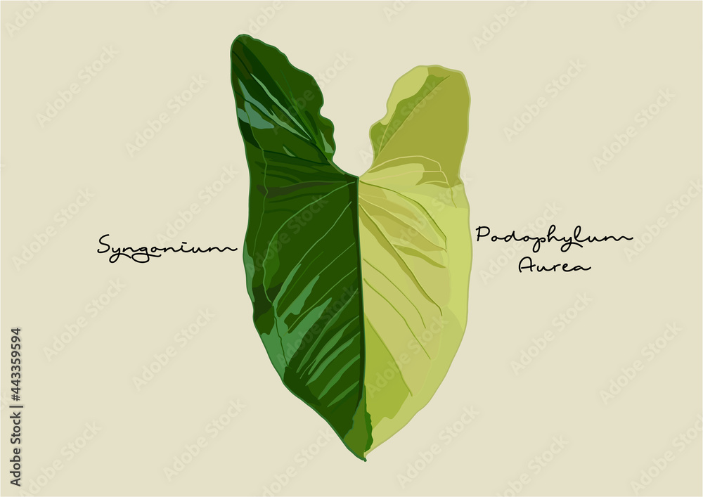 Vector Illustration of Syngonium Podophyllum Aurea Variegated Stock ...