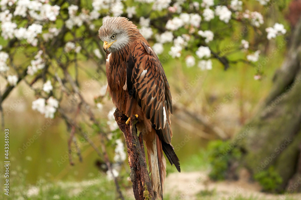 Red kite, sits on a stump in front of a fruit tree with white blossom ...