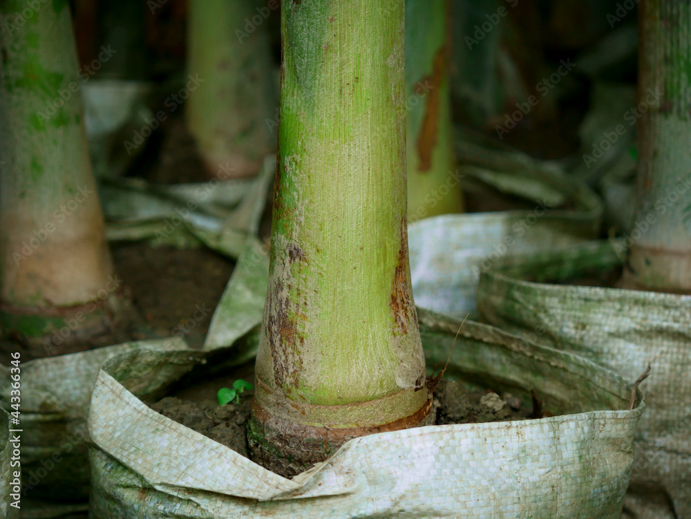 Commercial packaging of coconut tree roots, multiple plants background ...