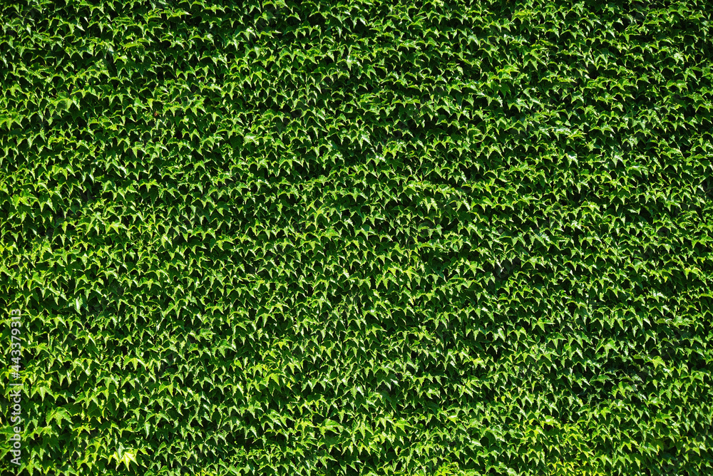 Ivy (Hedera helix) Type of plant Climbing, green wall from Greek ivy ...