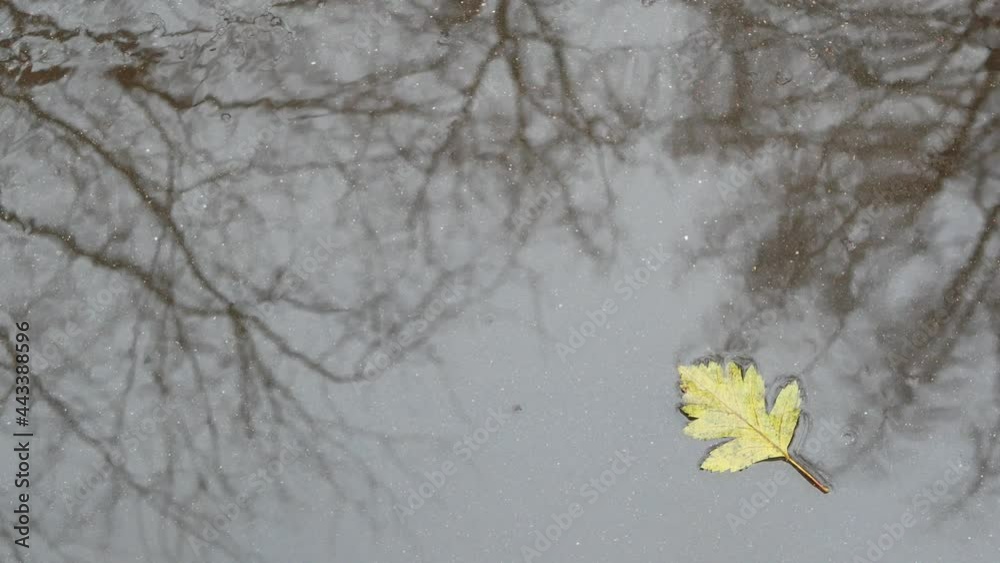 Vidéo Stock Yellow autumn fallen oak leaves, puddle on grey asphalt. Fall bare leafless tree ...