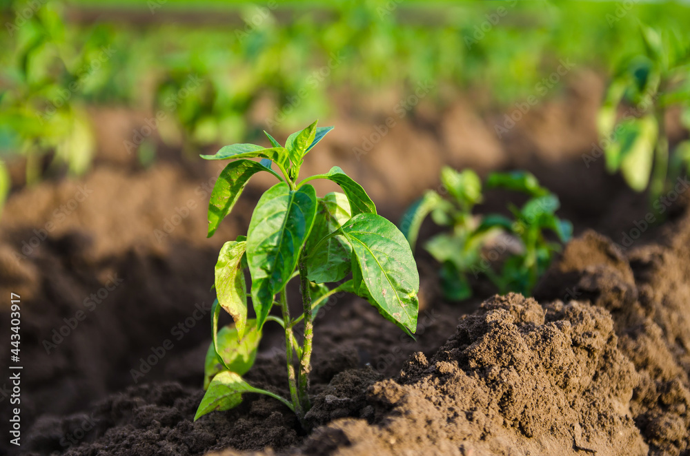 Young freshly planted sweet pepper seedlings in a farm field. Growing ...