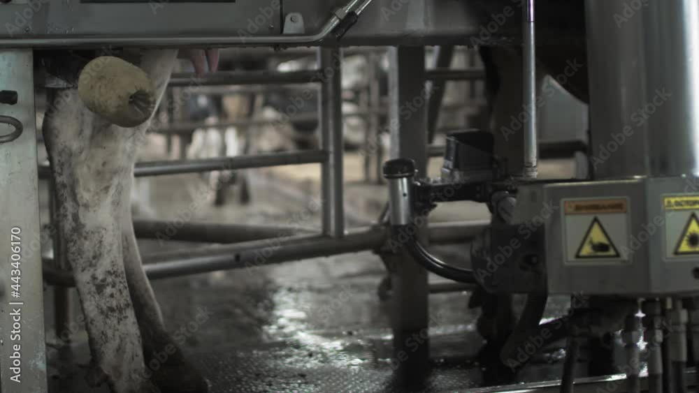 Automatic machine robot for milking cow's milk. Cattle in the barn. The red laser scans the ...