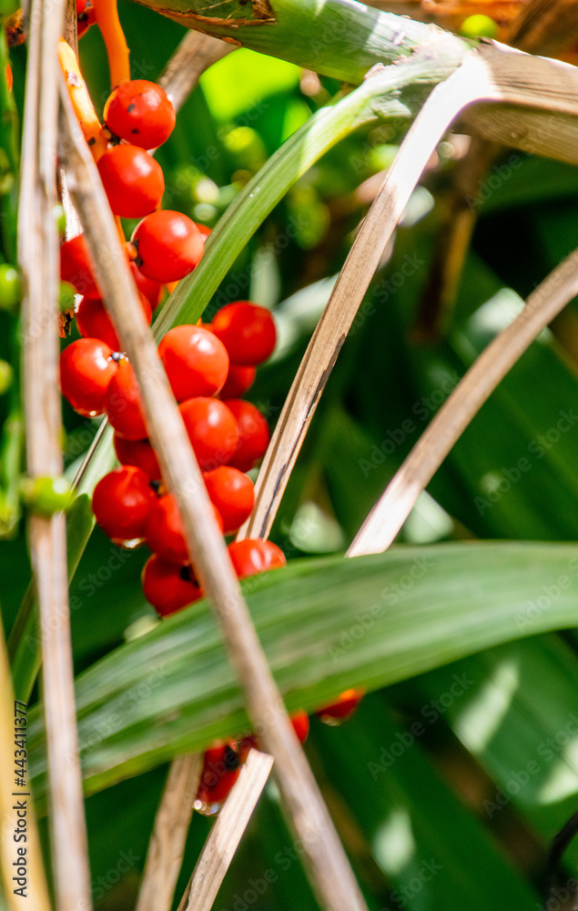 Dioscorea communis pertenece a la familia Dioscoreaceae Stock Photo ...