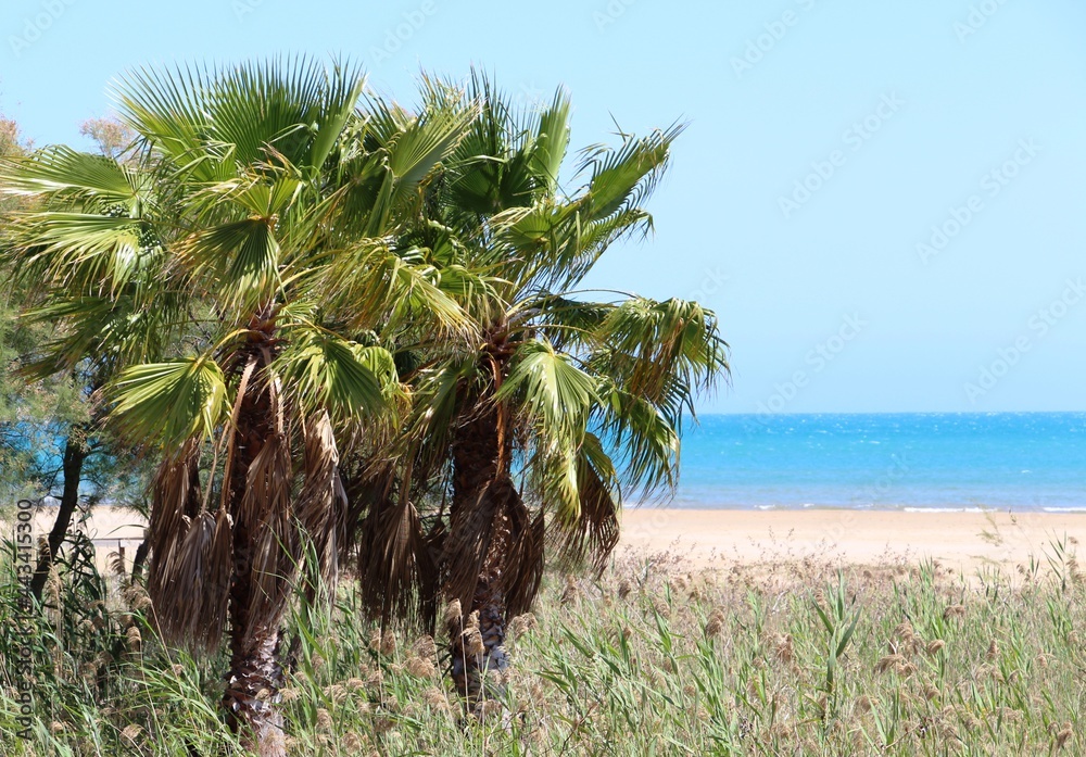 Palmen am Strand Stock Photo | Adobe Stock