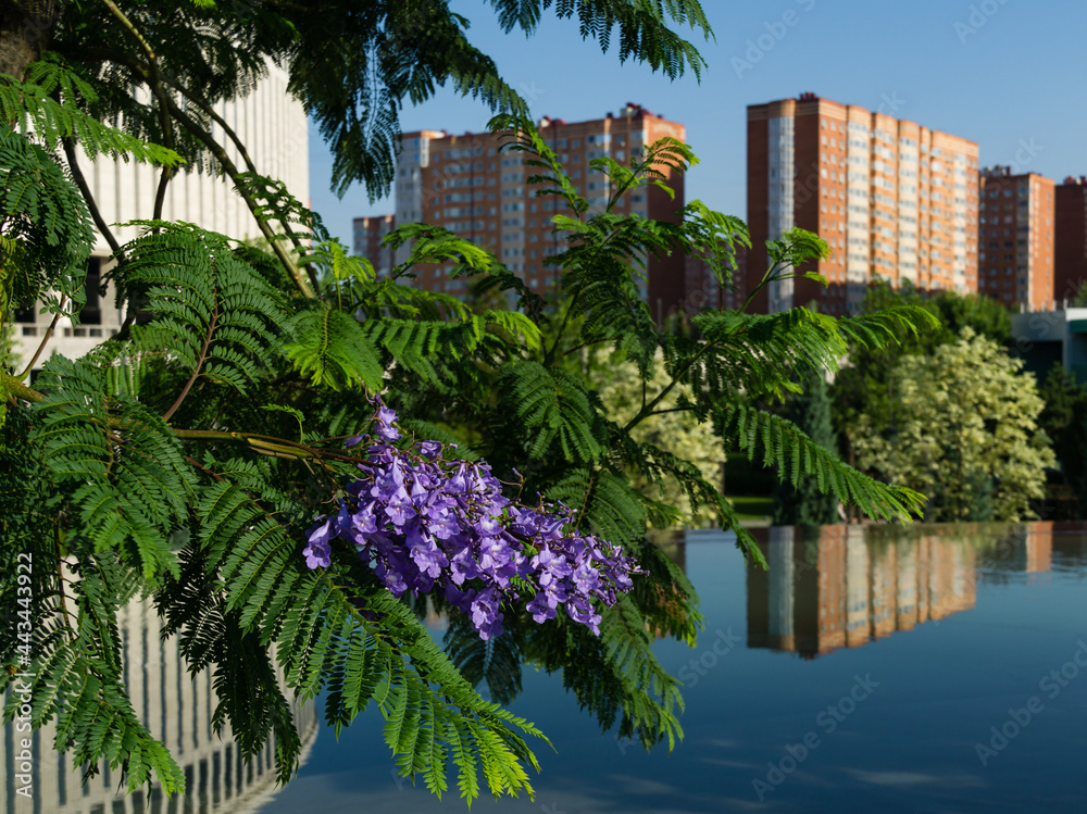 Purple flowers on Jacaranda (Jacaranda mimosifolia) branch reflected ...