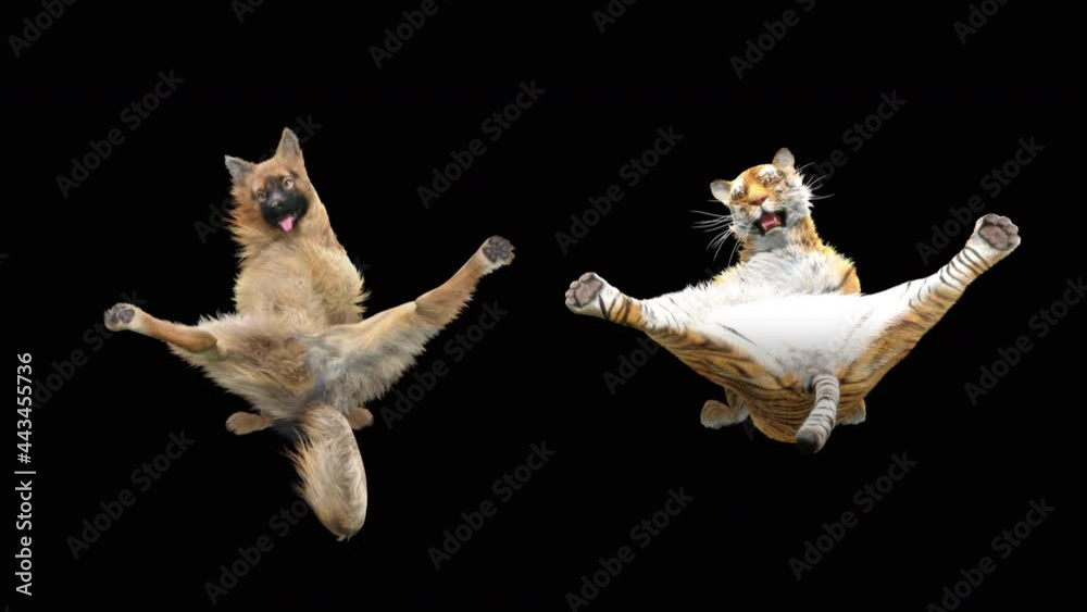 Dog and Tiger Dancing, CG fur, 3d rendering, animal realistic CGI VFX ...