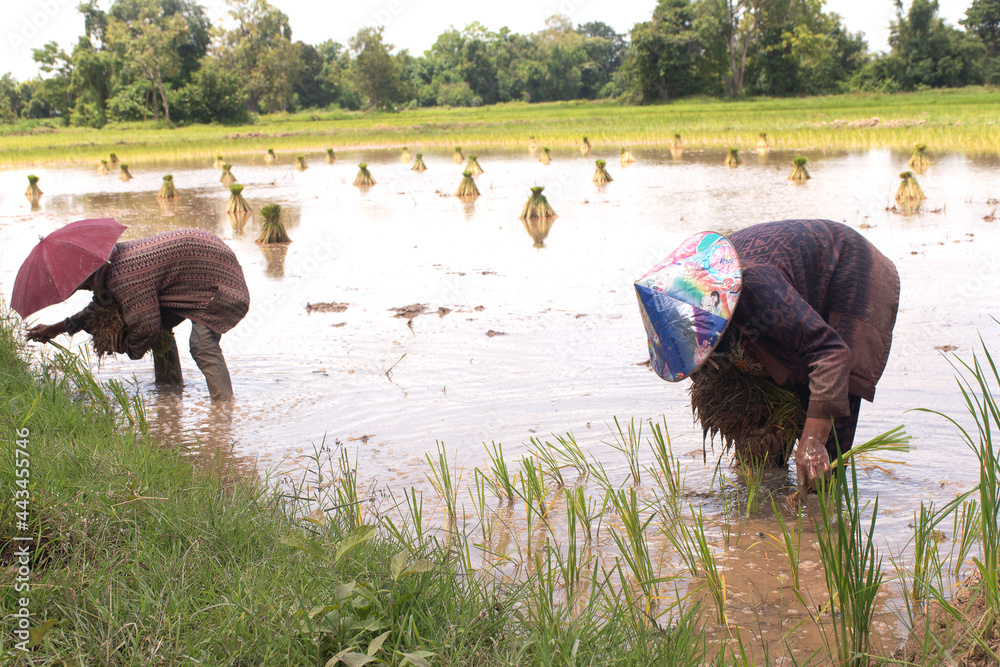 Two farmers bowed their heads to plant rice, helping each other with ...