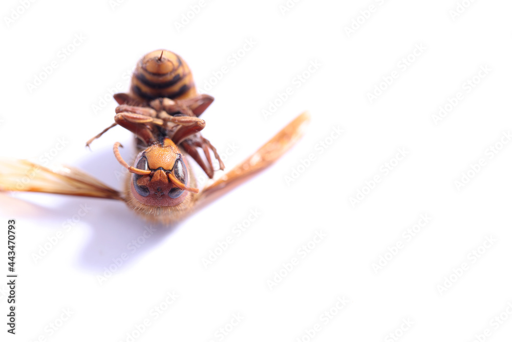 Dead hornet insect dieback species protection nature conservation Stock ...