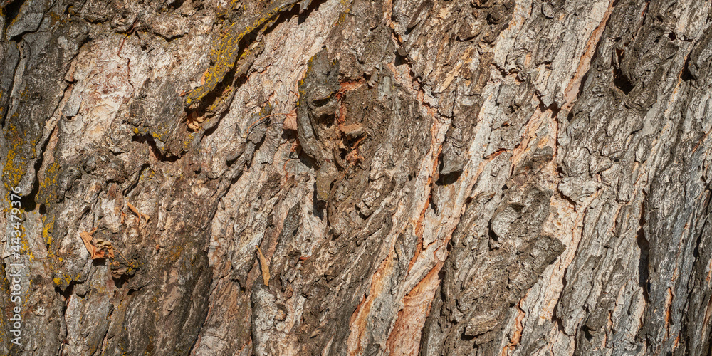 Maple Tree Bark Texture