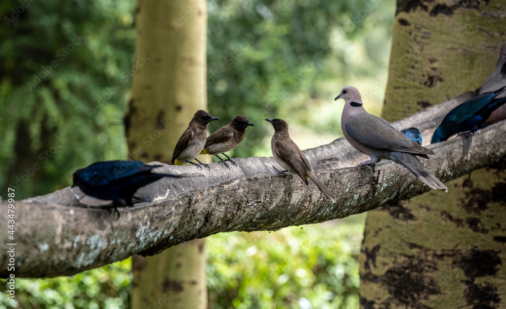 beautiful and unusual birds of Africa in natural conditions Stock Photo ...