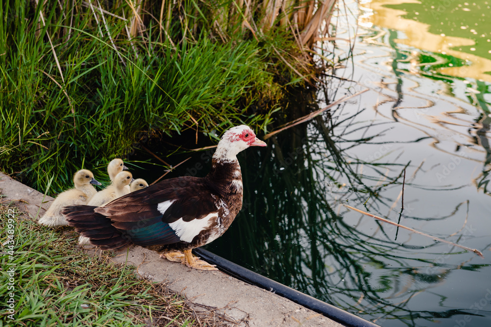 Hembra de pato criolla doméstica y sus patitos en el borde del estanque ...