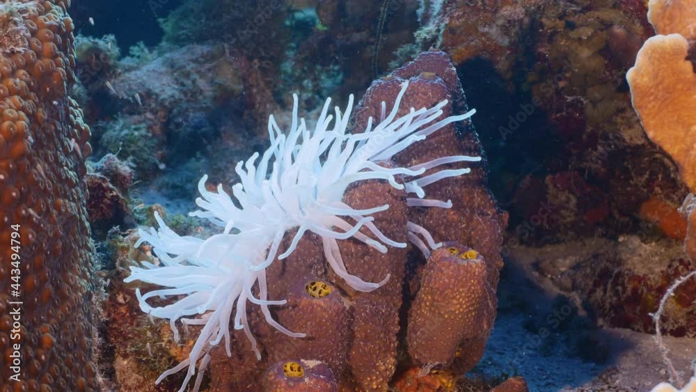 Seascape with bleached Sea Anemone in coral reef of Caribbean Sea ...