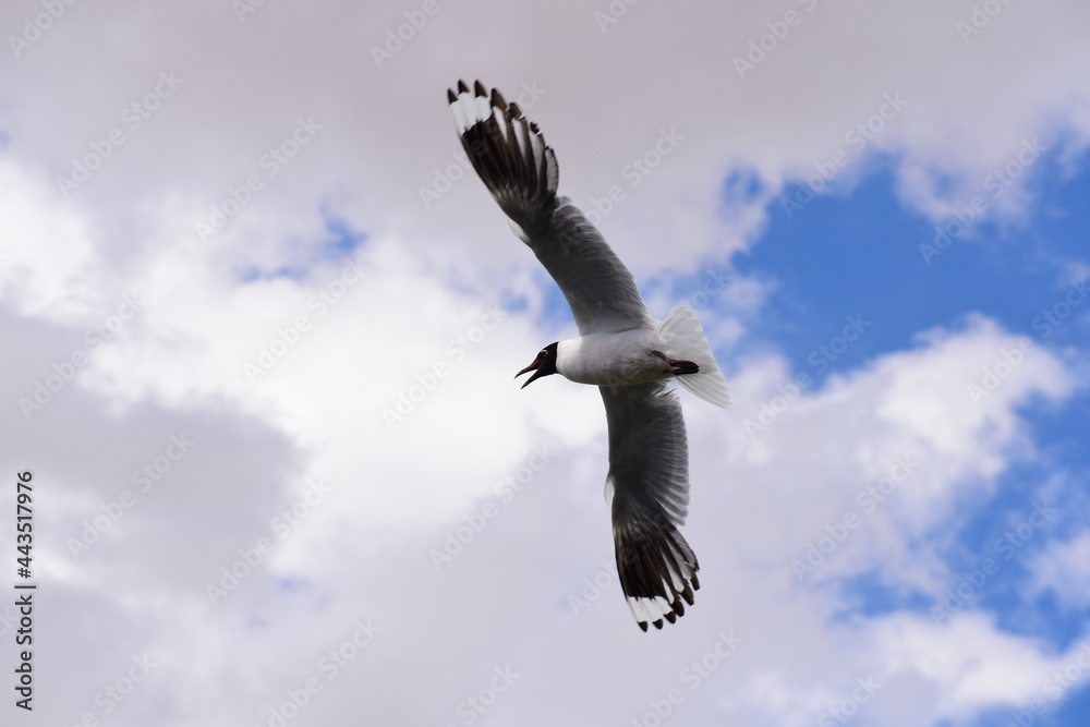 Big Seagull Flying for Food in High Mountain Cordillera de los Andes ...