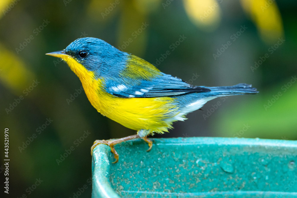 Tropical Parula (Setophaga pitiayumi) is a small New World warbler. It ...