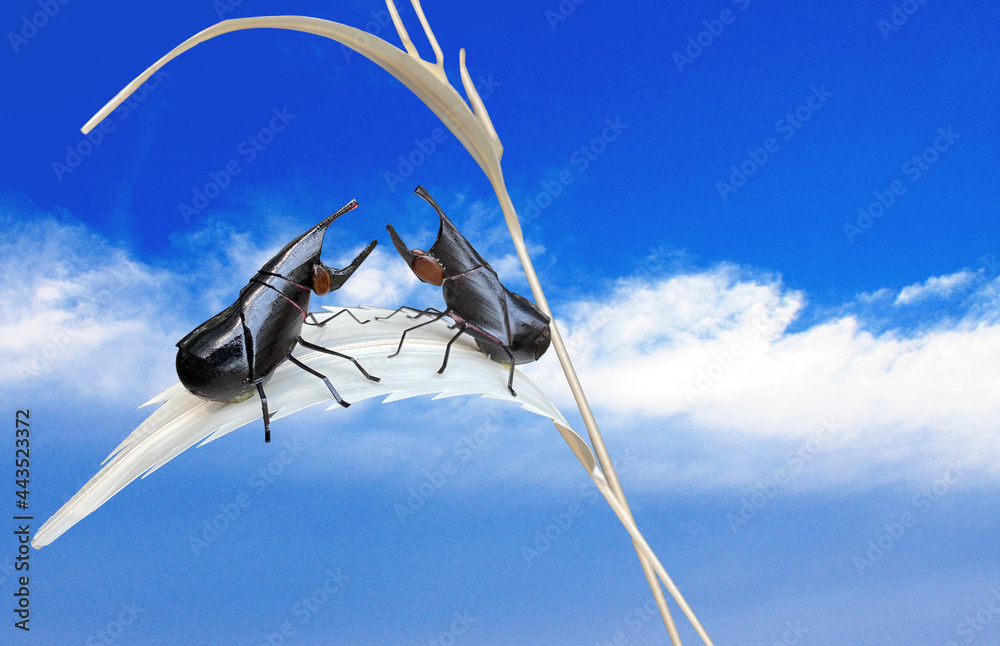 handmade of Rhinoceros beetle, (Hercules beetleor ,Union beetle,Horn ...