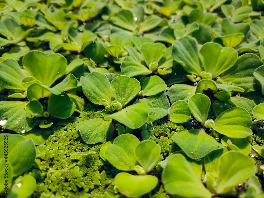 Azolla filiculoides is a species of Azolla, native to warm temperate ...