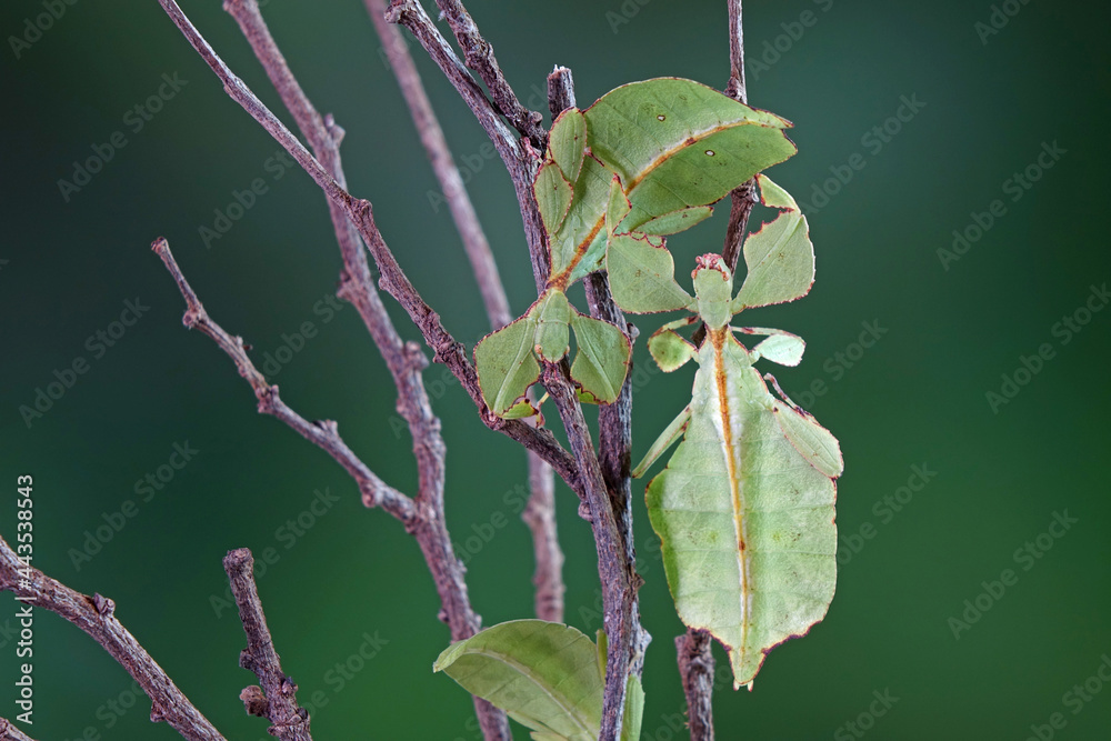 Leaf insect (Phyllium westwoodii), Green leaf insect or Walking leaves ...