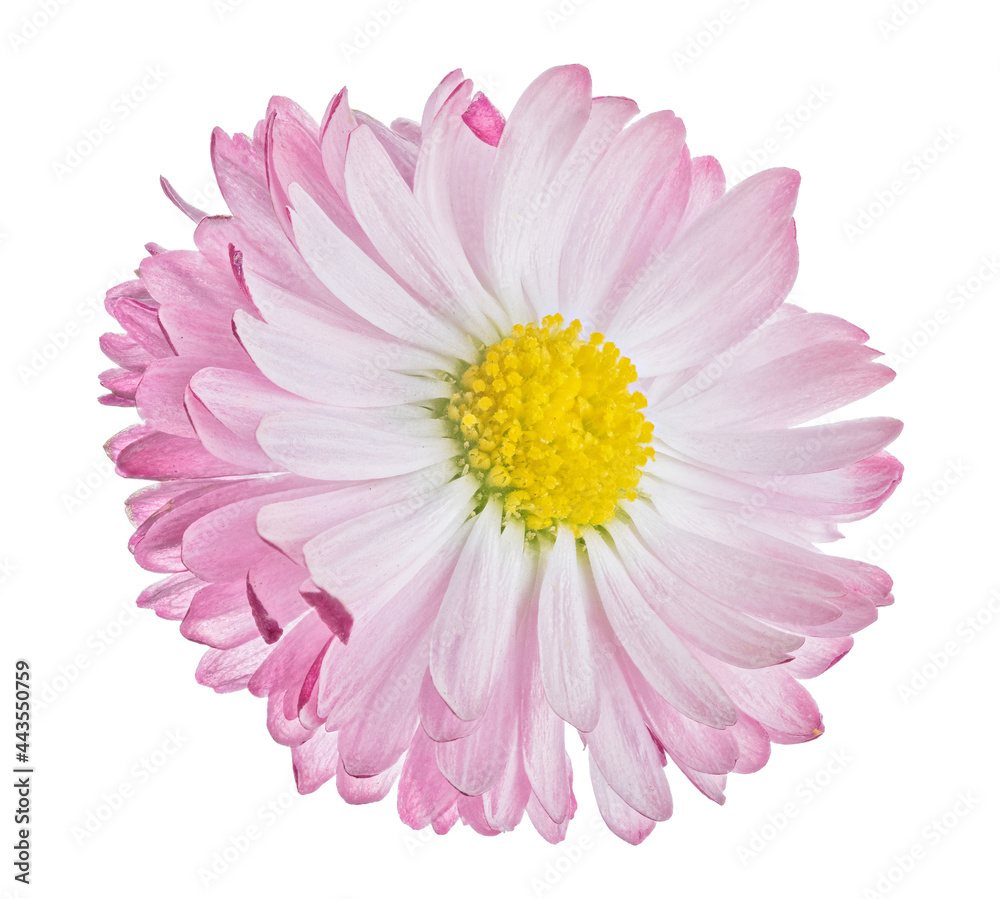 light pink color daisy bloom isolated on white Stock Photo | Adobe Stock