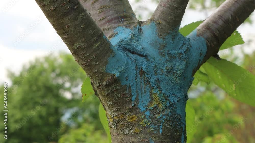 Blue Bordeaux mixture on a damged Cherry tree trunk in the orchard ...