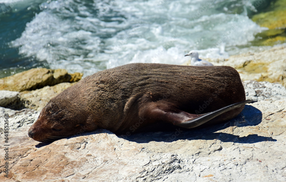 new zealand fur seal sunbathing on the limestone rocks along the scenic ...