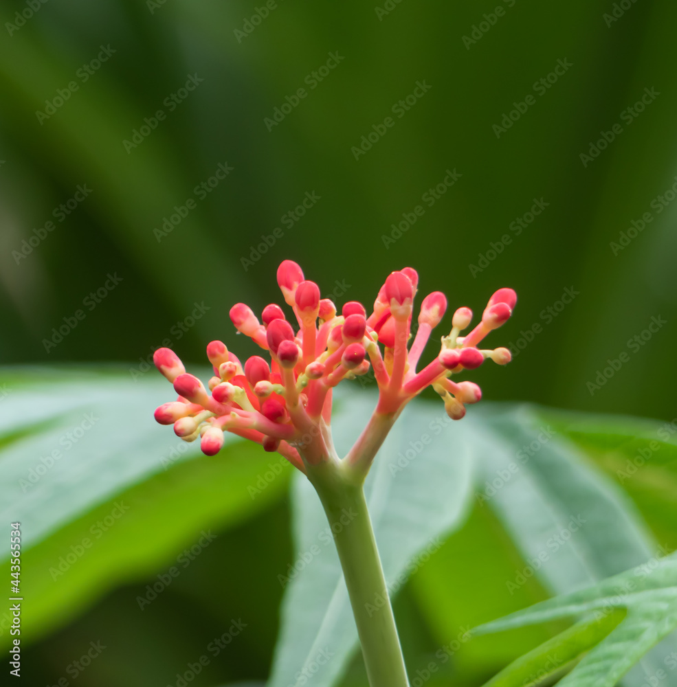 Beautiful Jatropha multifida (Coral Bush) flower with blurred green ...