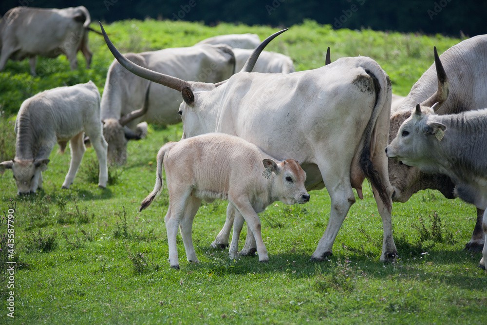 Hungarian Grey. Domesticated cattle breed. Ancient breed of domestic ...