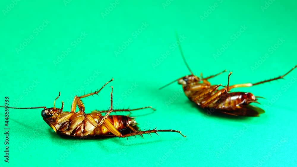 Vidéo Stock cockroach. American cockroaches on green background ...